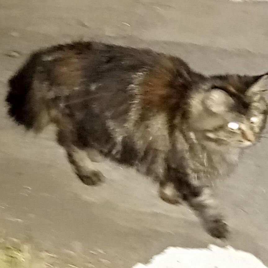 Сибирский котёнок