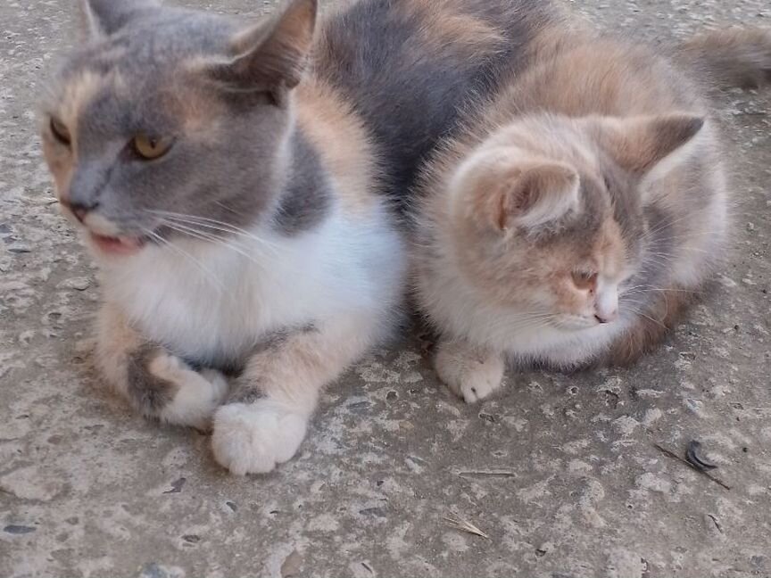 Одоём кошку с котёнком в добрые руки