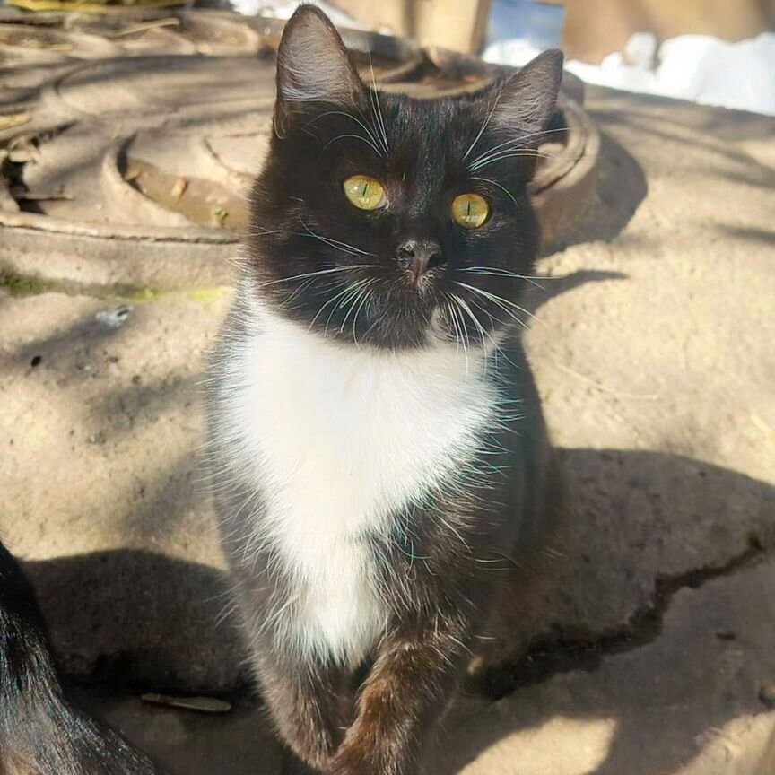 Котенок мальчик в добрые руки