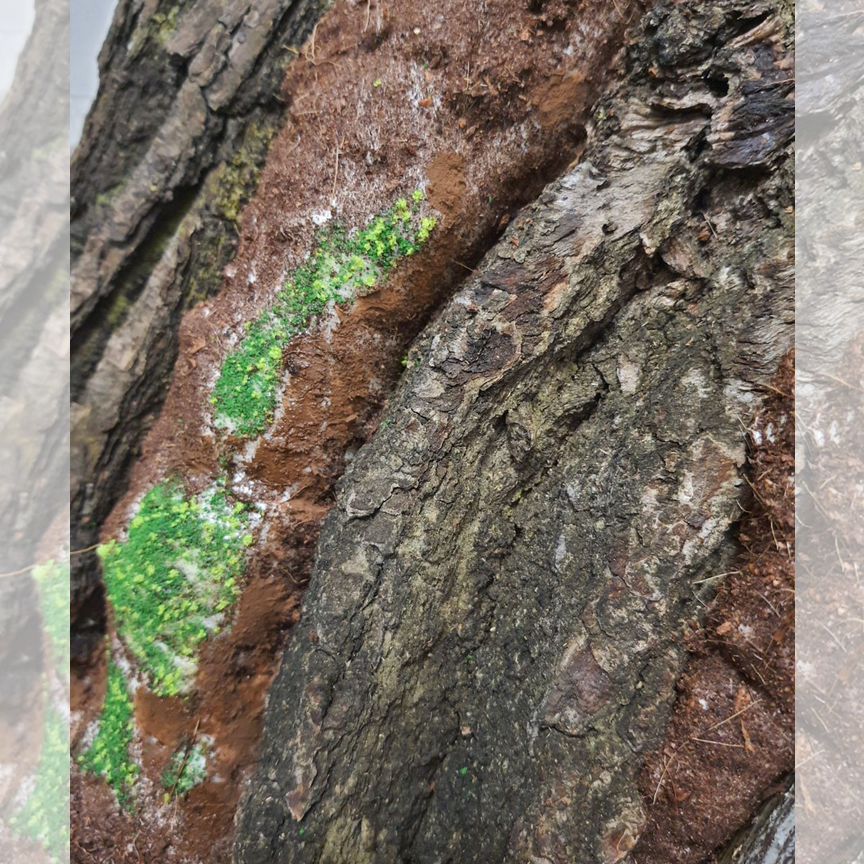 Фон в террариум 50 на 30