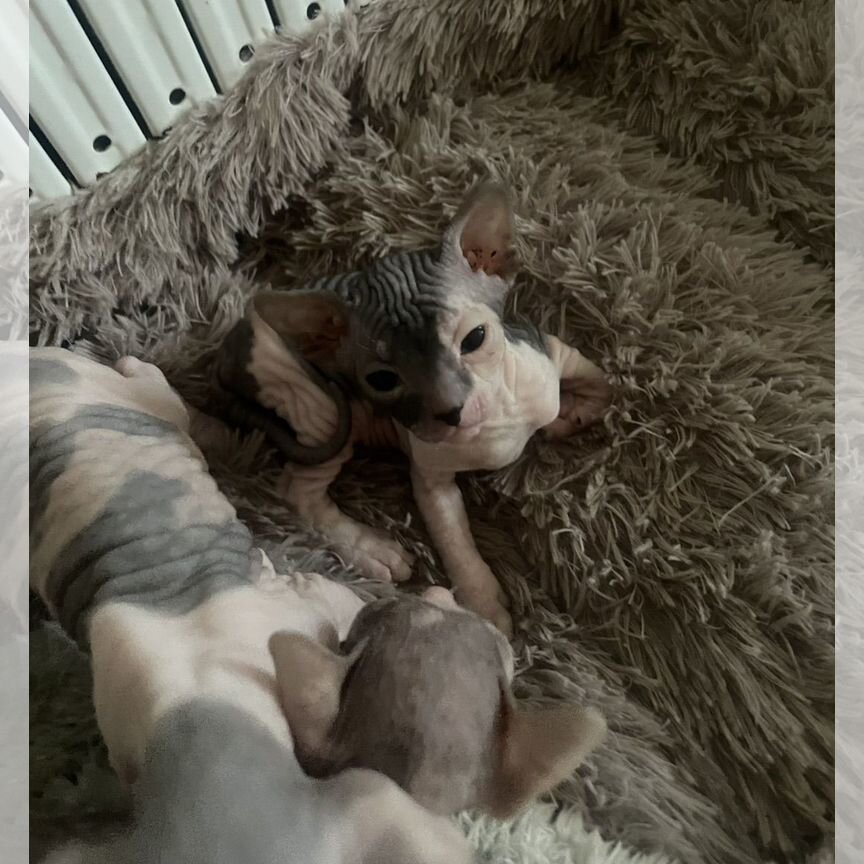 Канадский сфинкс котёнок