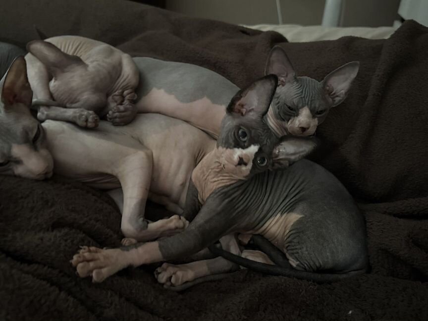 Канадский Сфинкс Черный Биколор Породистая Дива