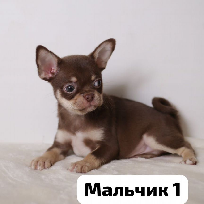 Кукляшные чихуахуа