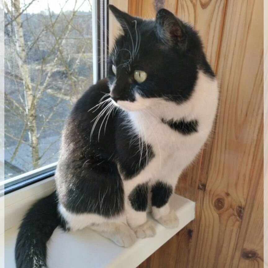Домашние животные котята бесплатно