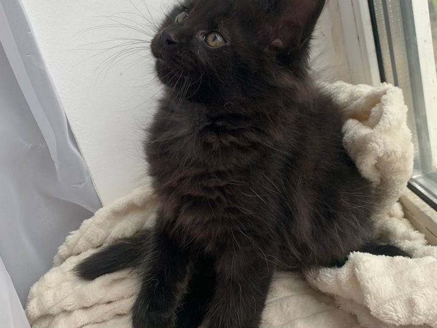 Котята мейн-кун