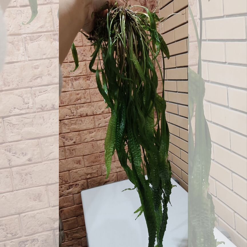 Криптокорина