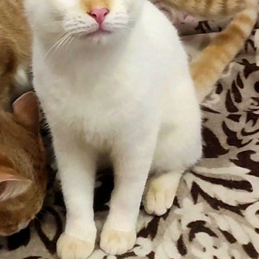 Ласковый мальчик