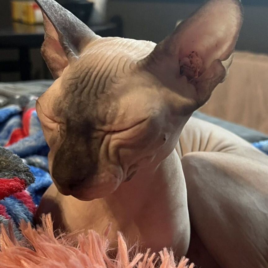 Канадский сфинкс котёнок