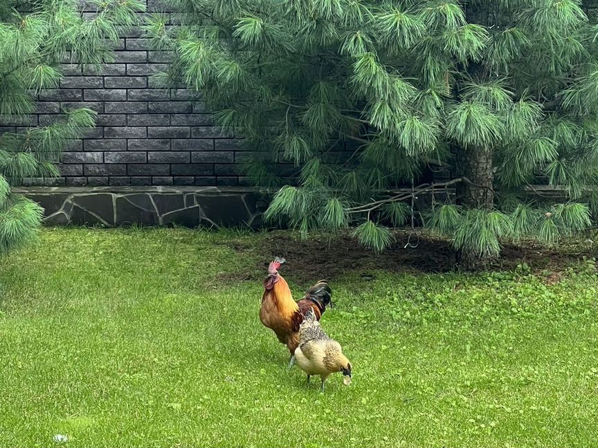 Петух Лакеданзи