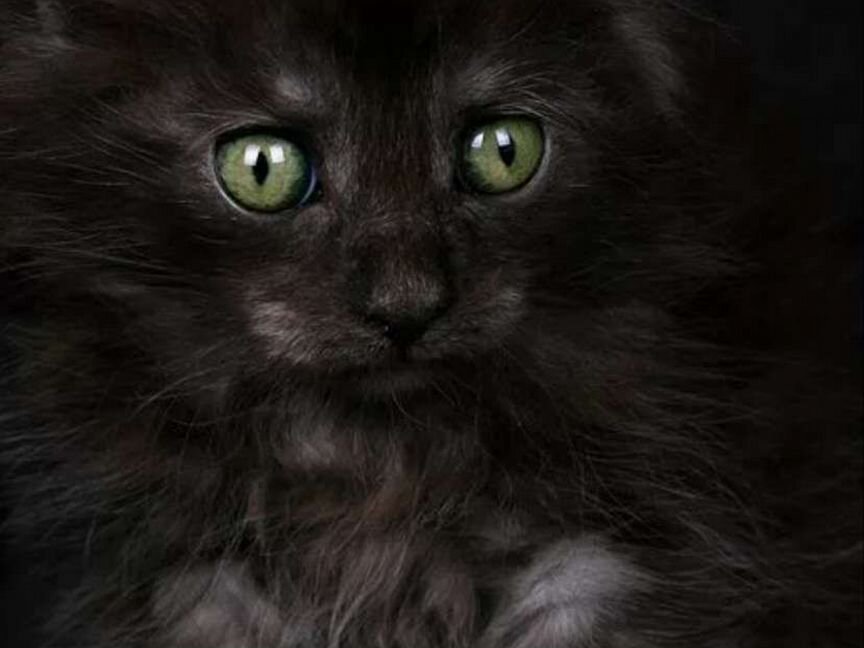 Котята в добрые руки мальчик и девочка