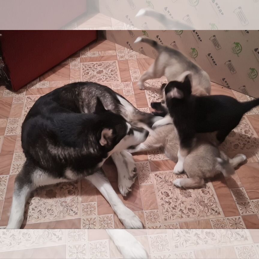 Щенок в добрые руки