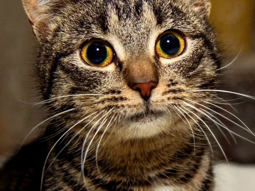 Нежный котенок Василь, около 7 мес