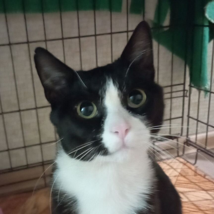 Котик ищет человека