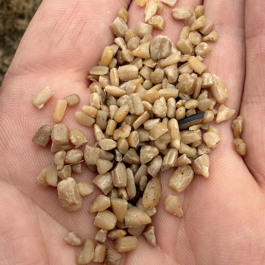 Лом ядра подсолнечника