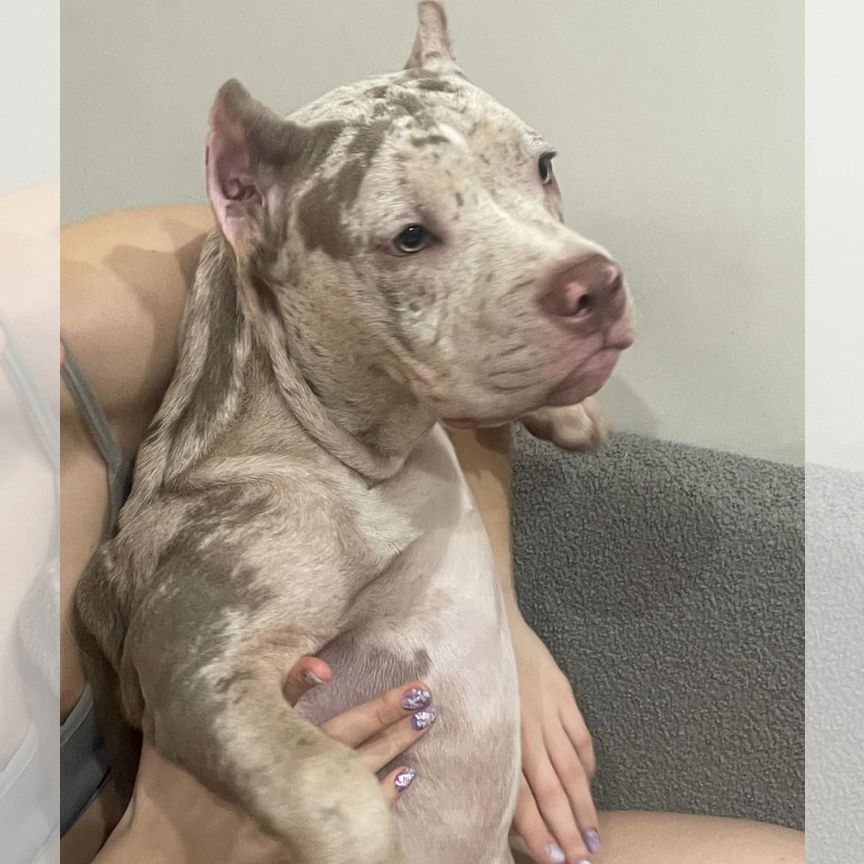 Американский булли, щенок