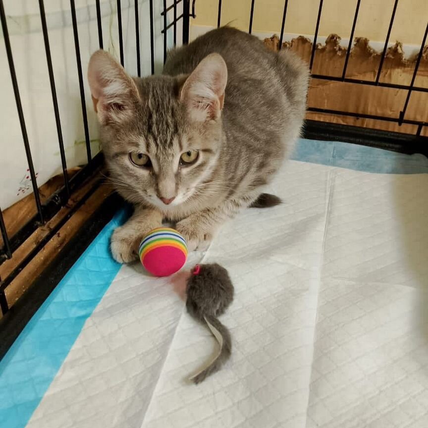 Котеночку нужен дом