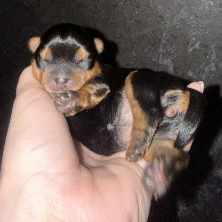 Йоркширский терьер, щенок