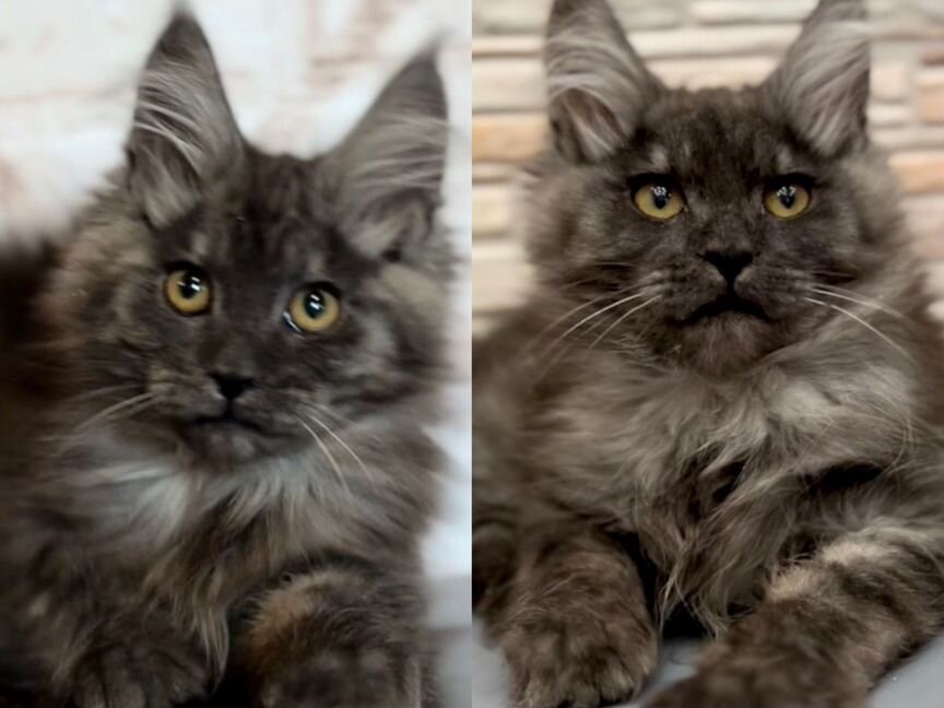 Котята мейн кун три мес полидакты