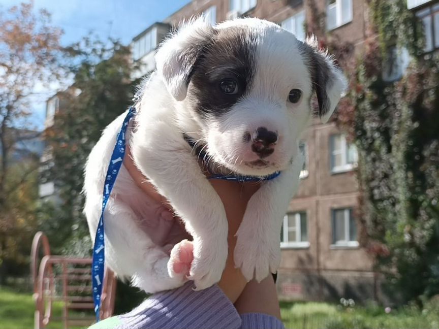 Собака в добрые руки