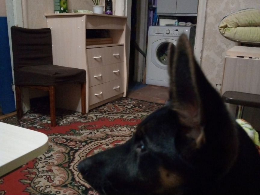 Восточно европейская овчарка