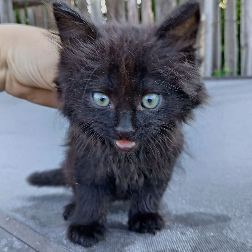 Котенок