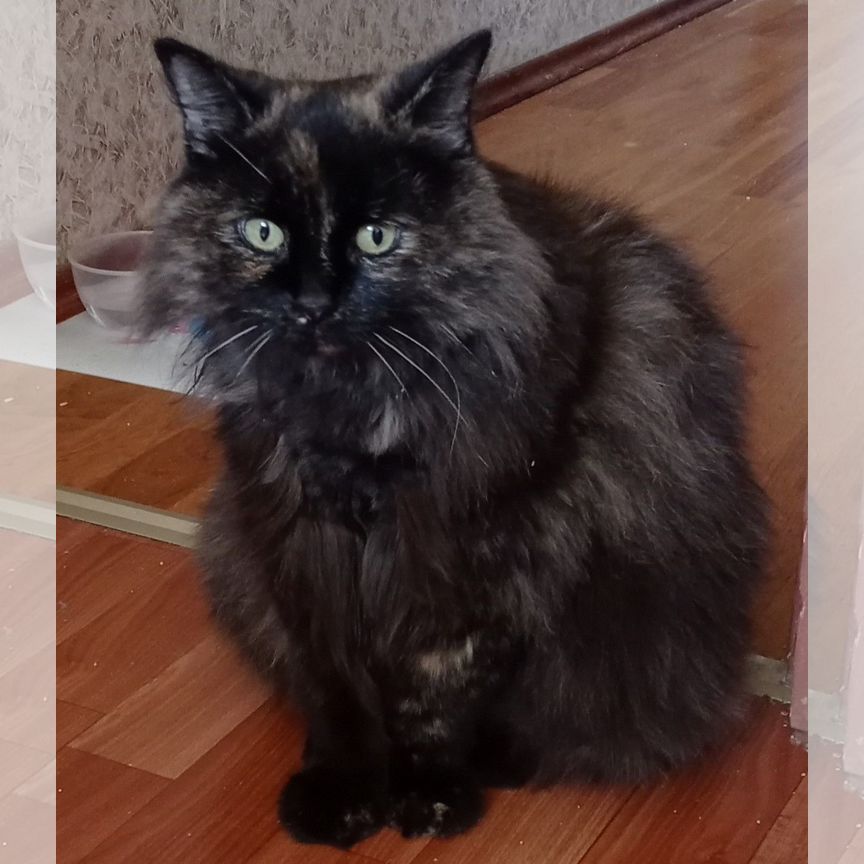 Кошки в добрые руки