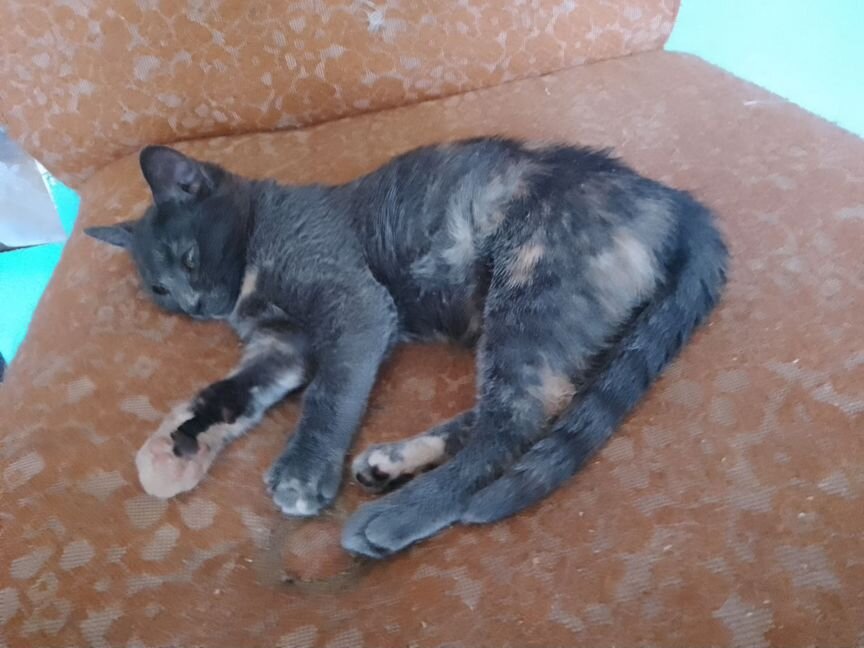 Кошка, похожая на ежика