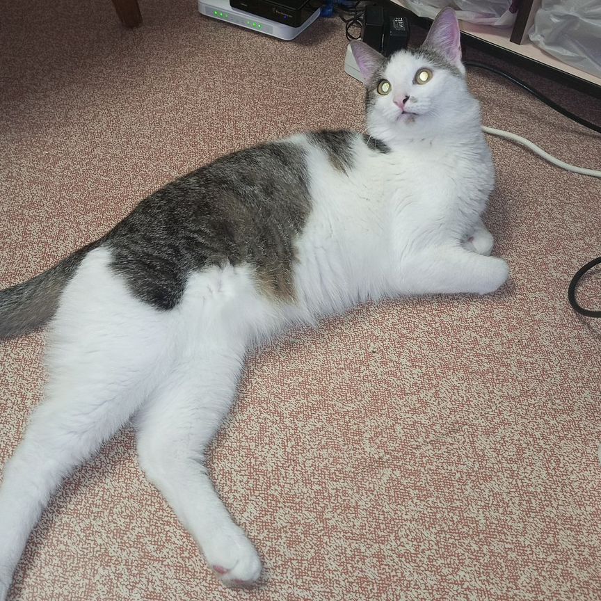 Котик, подросток, Антоний