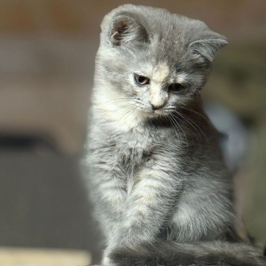 Шотландский прямоухий короткошёрстный котёнок