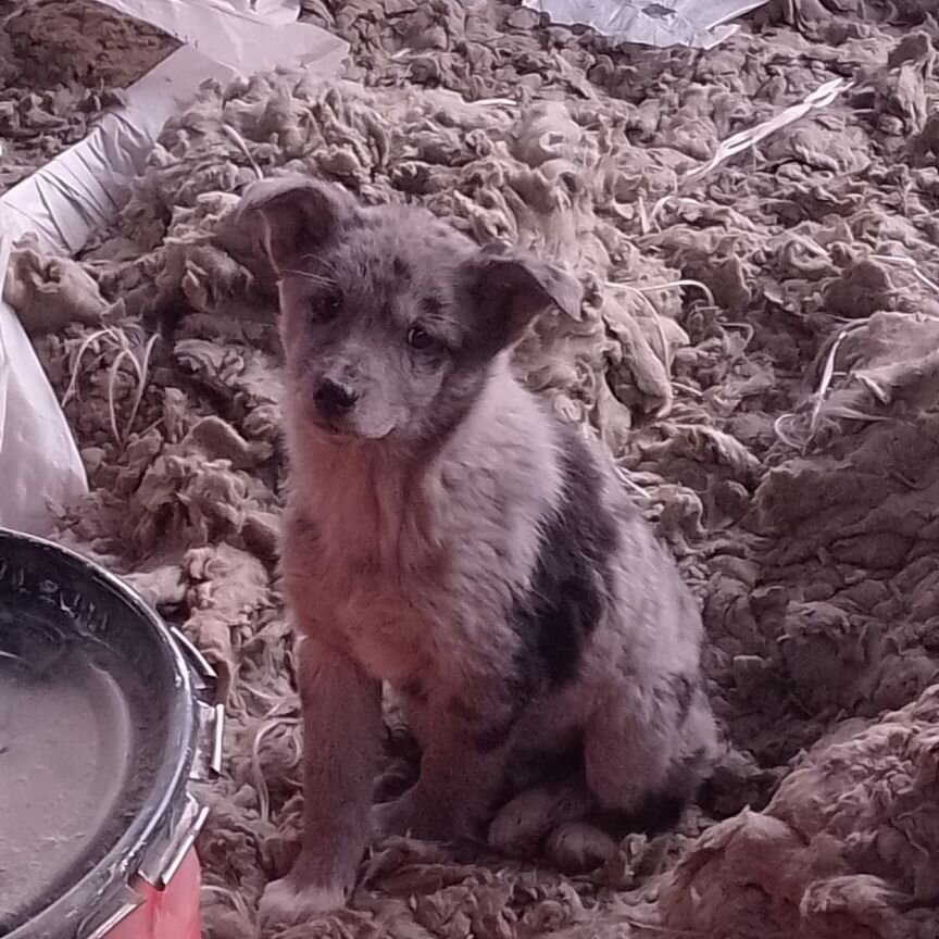 Щенок в добрые руки