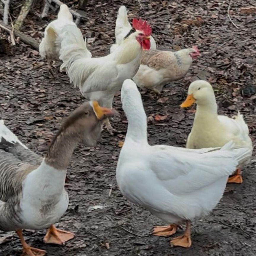 Гусь и гусыня пара