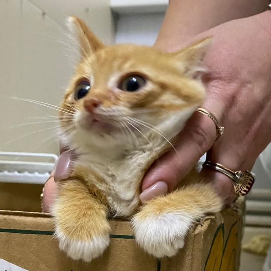 Котята в добрые руки