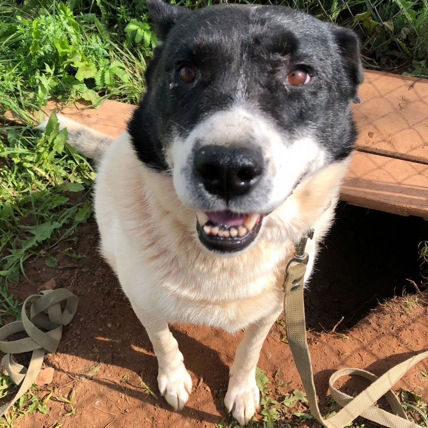 В добрые руки