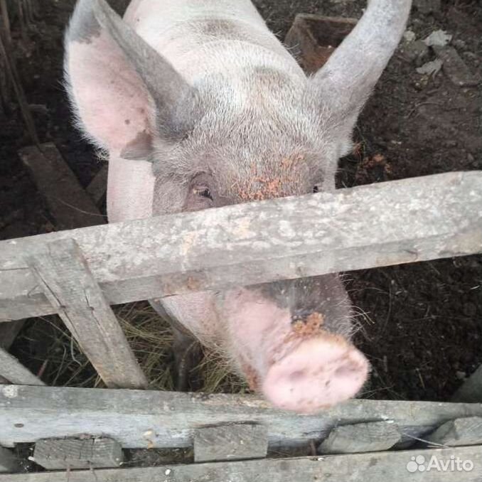 Свиноматка