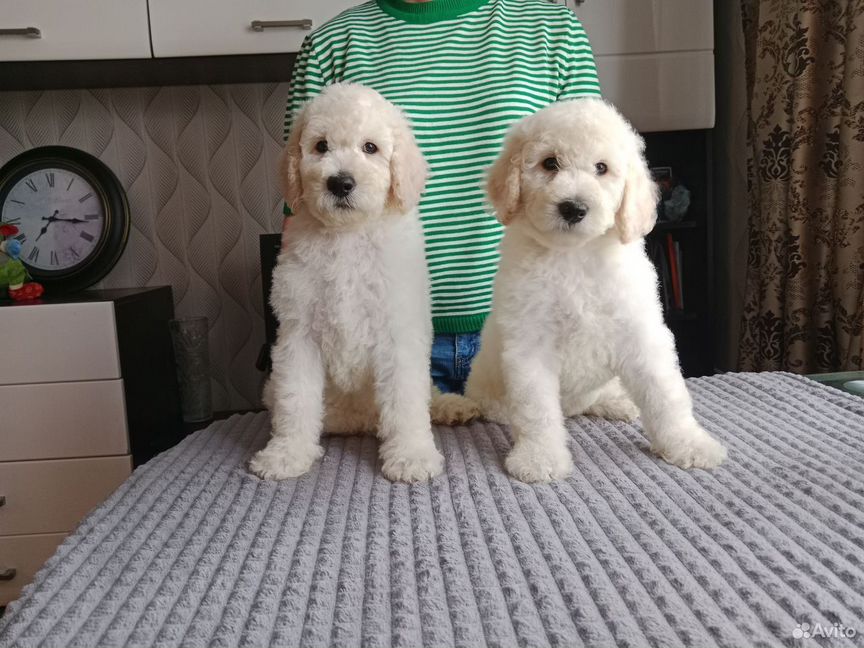 Щенки королевского пуделя
