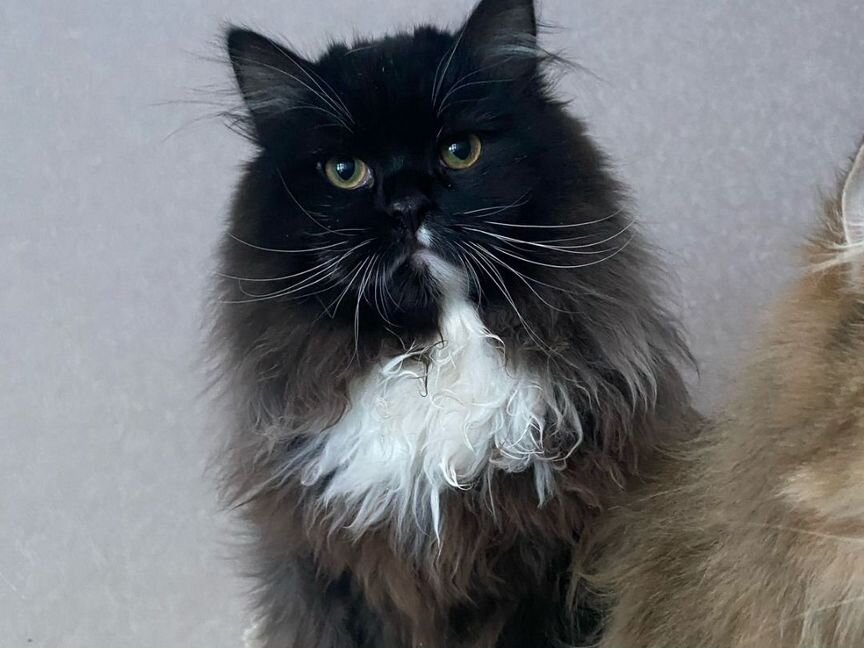 Сибирский котик