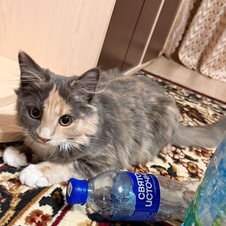 Котенок девочка помесь Мейн-куна