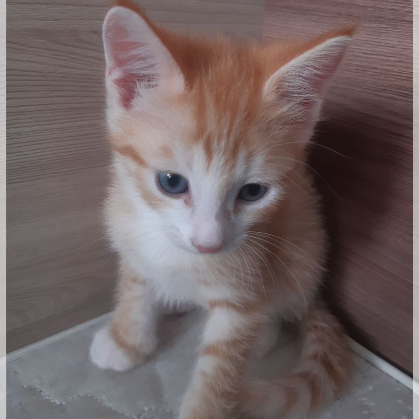 Мейн-кун котёнок
