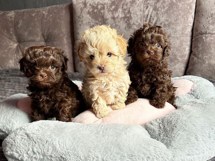 Мальтипу мини супер малыши