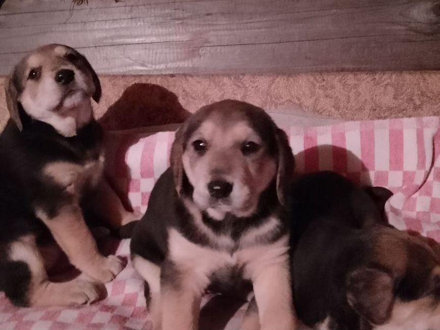 Щенки русской гончей