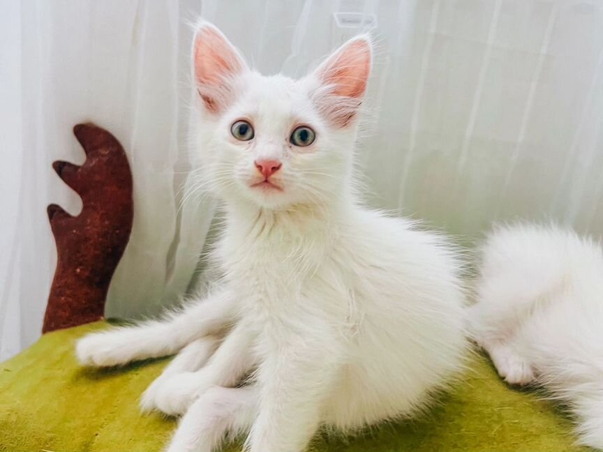 Белый котенок с зелеными глазами