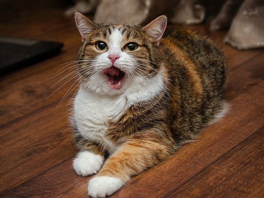 Сонечка - акварельная и нежная кошечка ищет дом