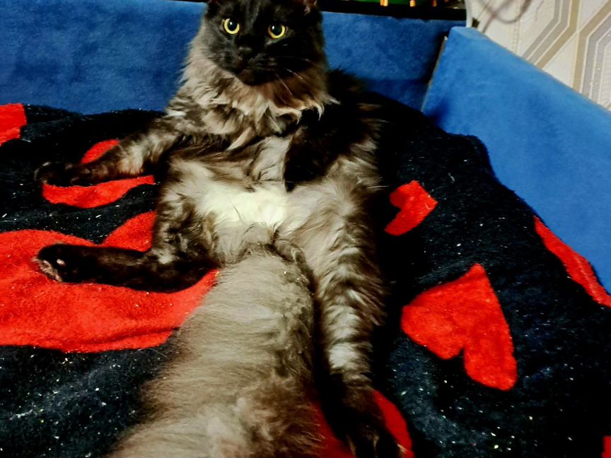 Мэйн кун бесплатно