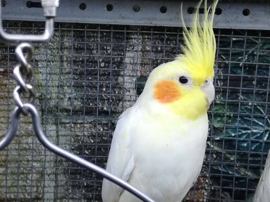 Попугай корелла птенцы, новая клетка