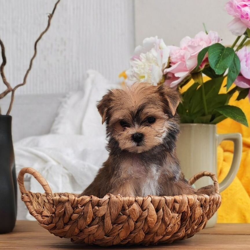 Йоркширский терьер, щенок