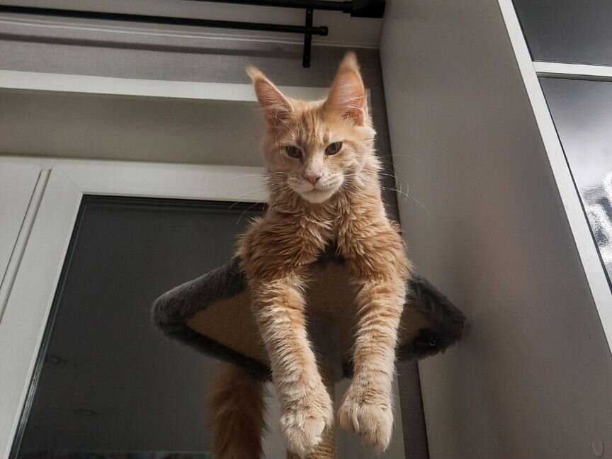 Мейн-кун полидакт кошечка