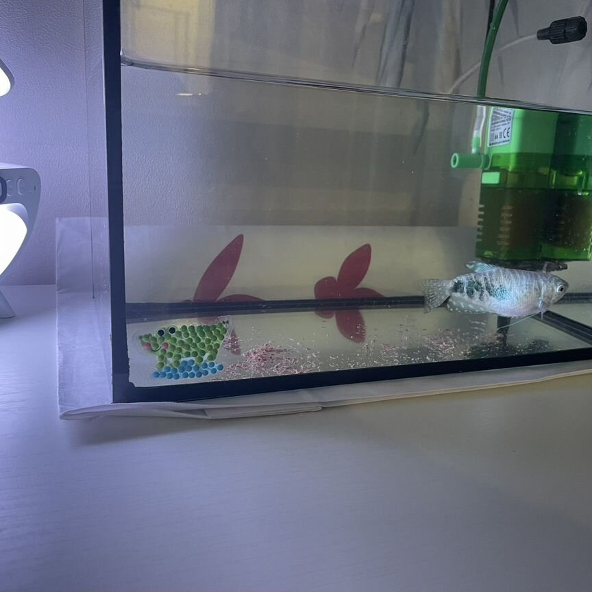 Аквариум 10л с рыбками