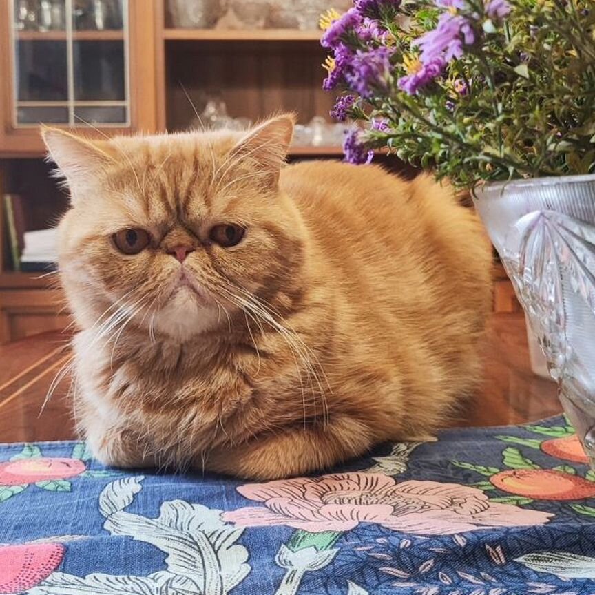 Экзот Вязка кошка