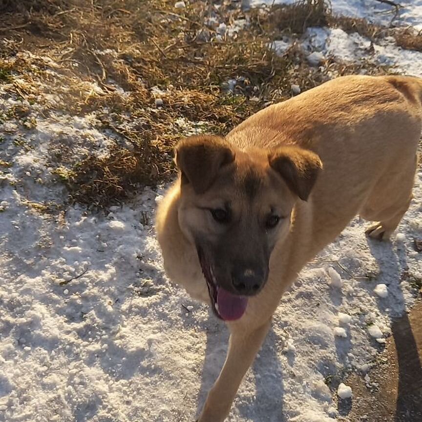 Спасите щенка