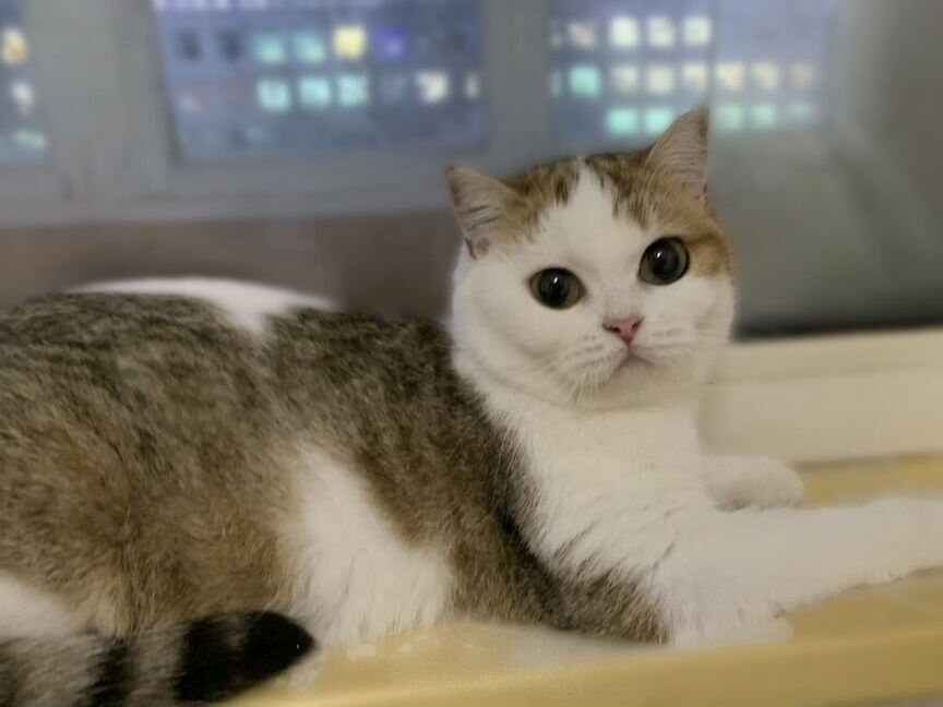 Кошка на окошке